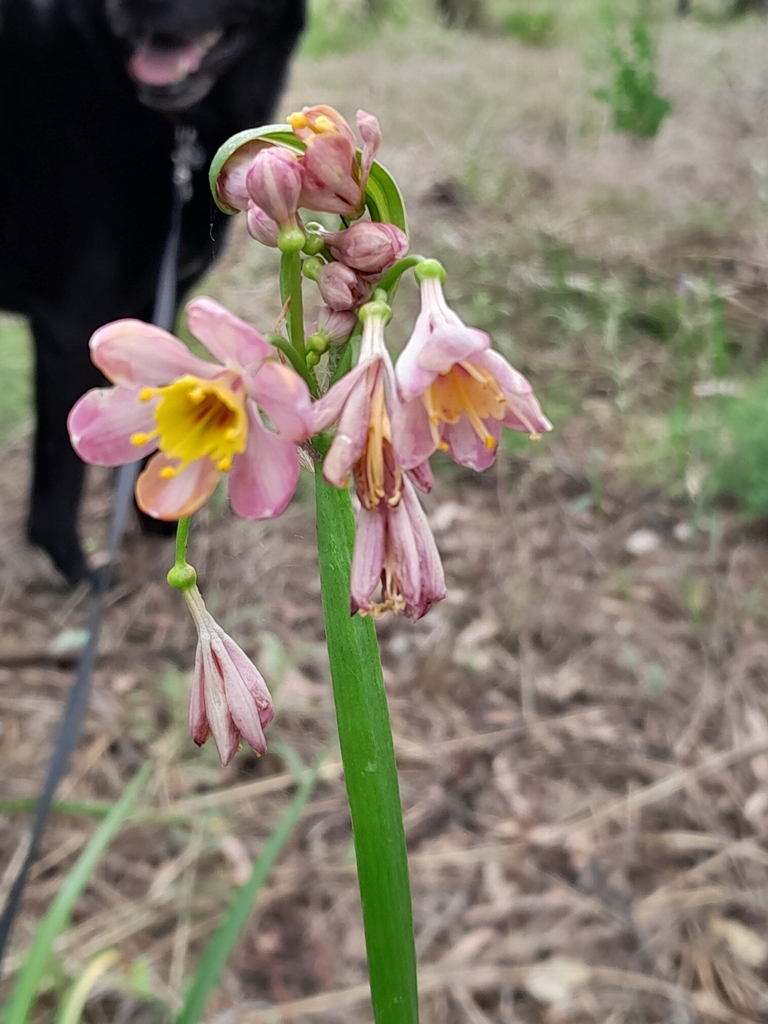 Garland lily from Forbes NSW 2871, Australia on January 3, 2024 at 12: ...
