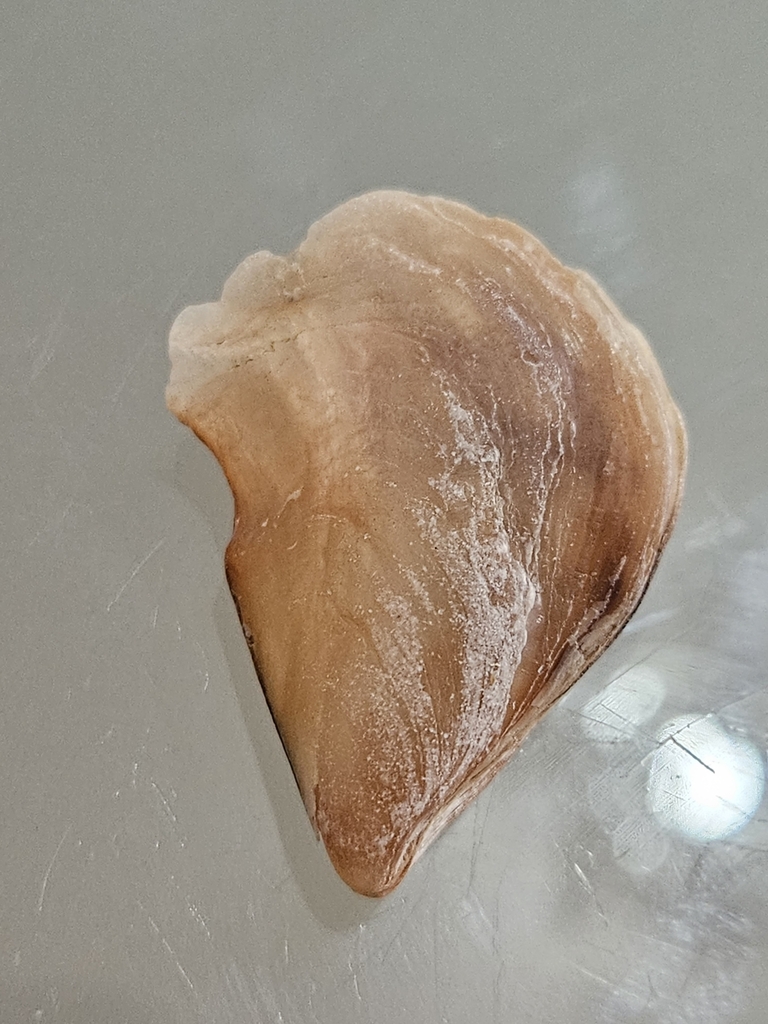 Baggy Pen Shell from North Batemans Bay NSW 2536, Australia on January ...