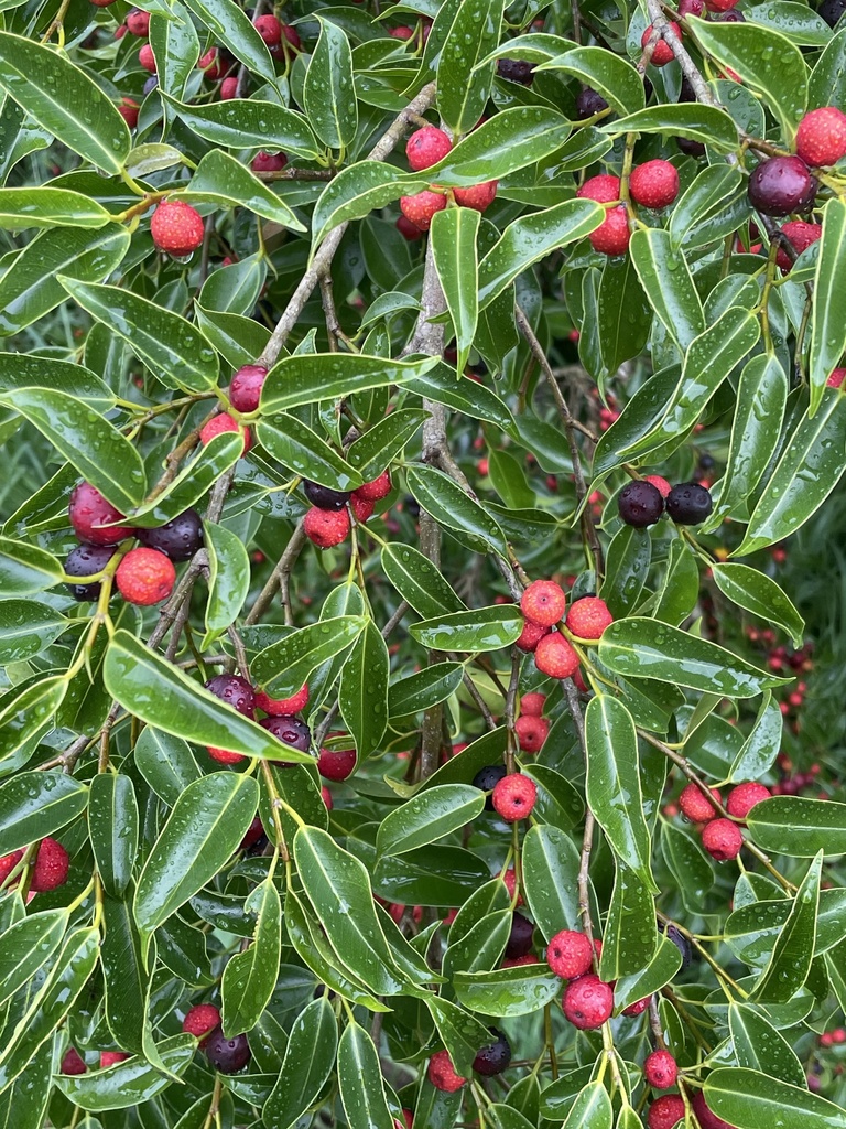 Figs from Stanmore, QLD, AU on December 30, 2023 at 03:16 PM by Andrew ...