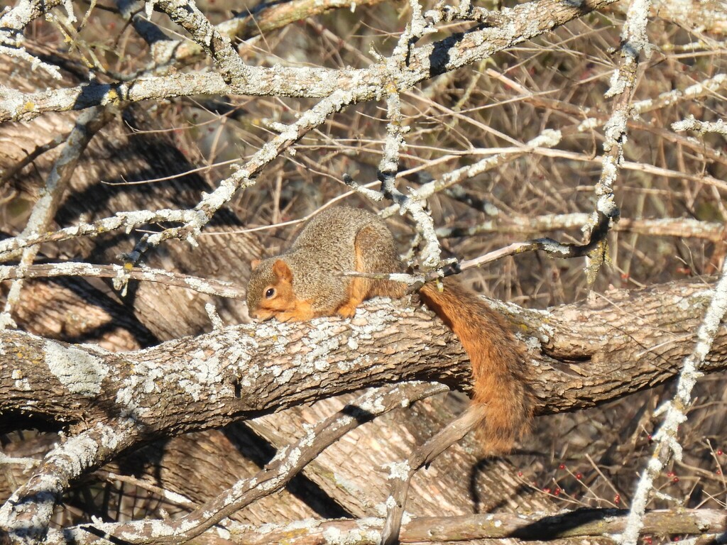 Fox Squirrel from Blue Ridge Farms, Kansas City, MO, USA on January 3 ...