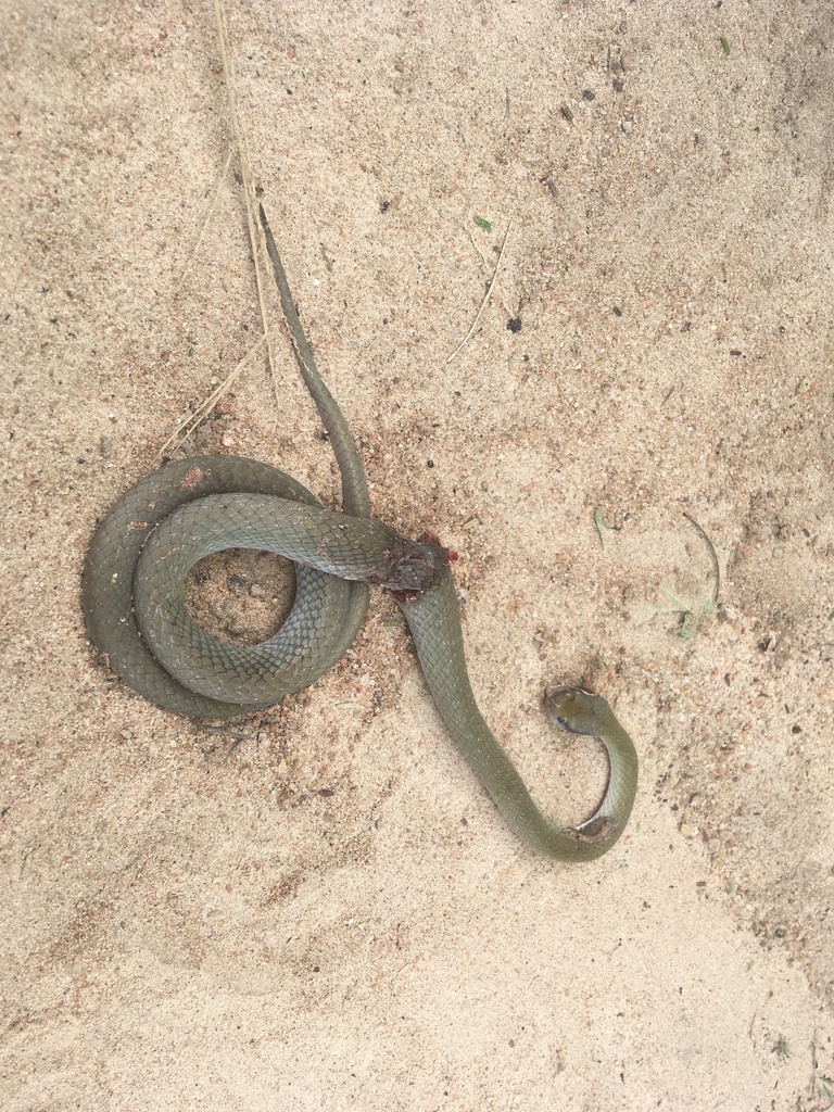 Red-lipped Snake from Morogoro Rural, TZ-MO, TZ on December 24, 2023 at ...