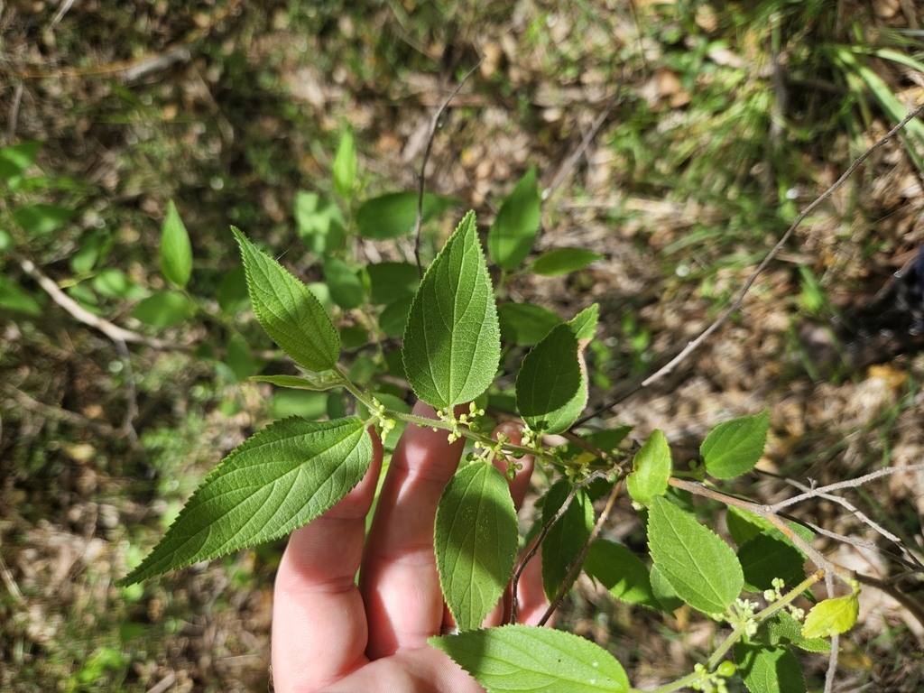 Nettle Tree from Upper Caboolture QLD 4510, Australia on January 4 ...