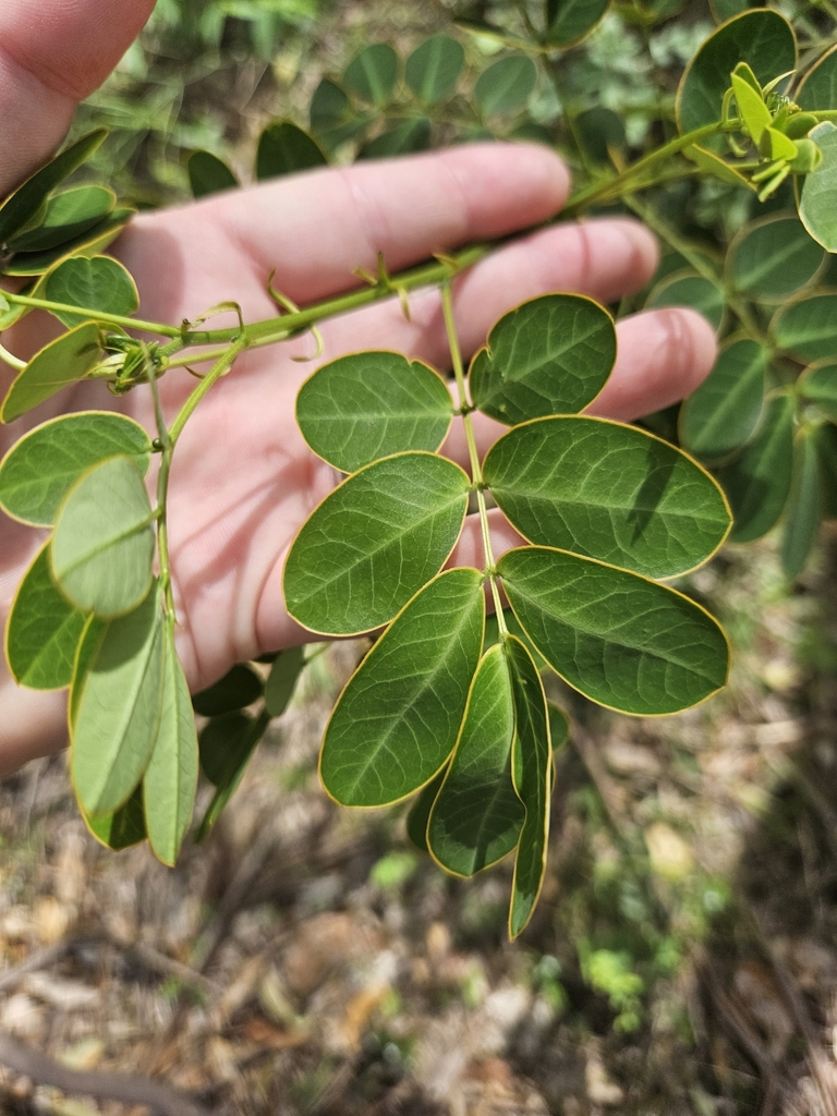 Easter Cassia from Upper Caboolture QLD 4510, Australia on January 4 ...