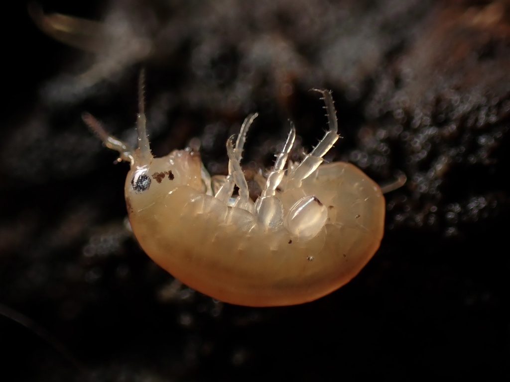Pacific beach hopper from Petaluma, CA, US on January 2, 2024 at 12:51 ...