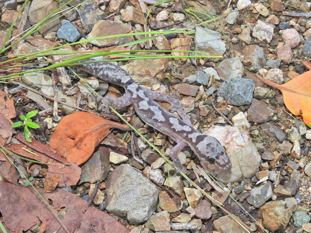 Robust Gecko from Talegalla Weir QLD 4650, Australia on January 4, 2024 ...