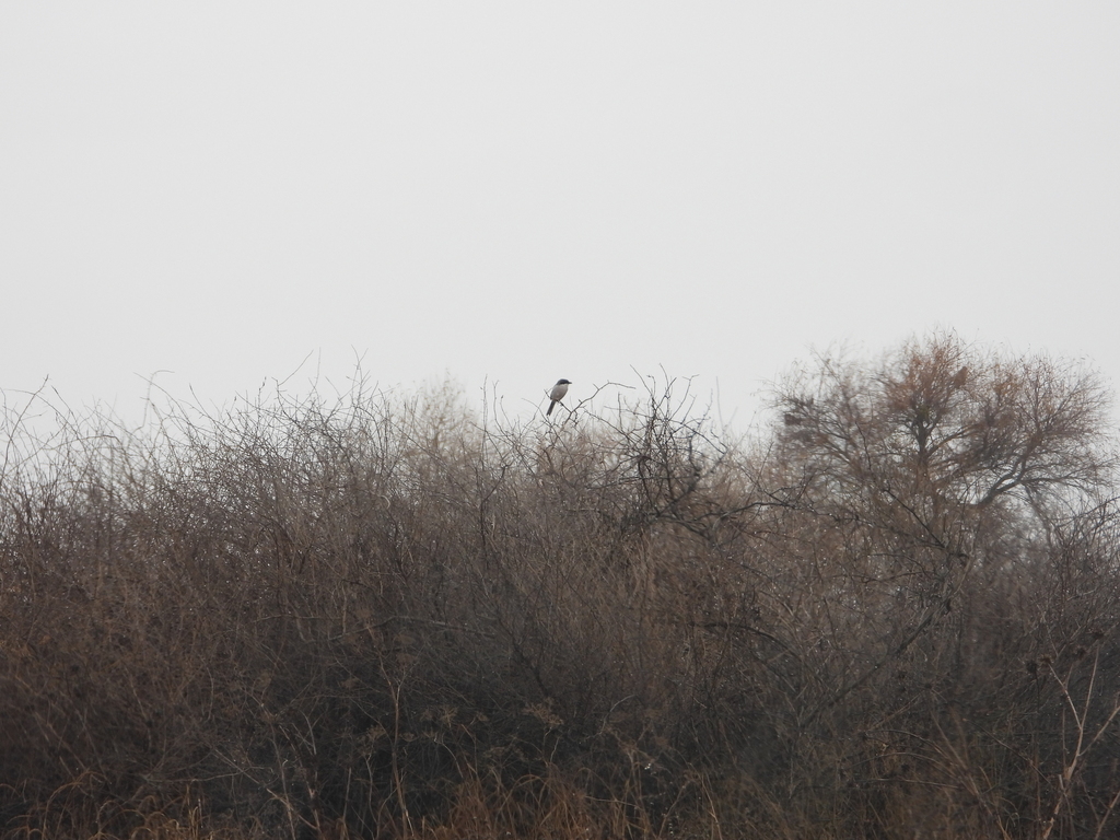 Loggerhead Shrike from Merced County, CA, USA on December 20, 2023 at ...
