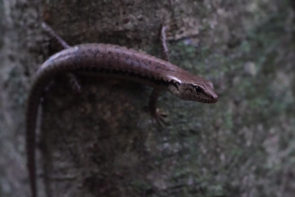 Southern Bar-sided Skink from Mount Warning on January 4, 2024 at 03:12 ...