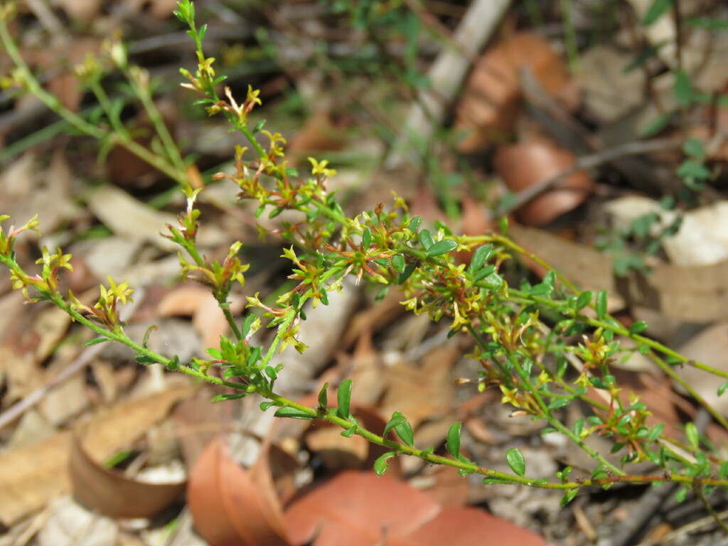 curved rice-flower from Maroota NSW 2756, Australia on January 4, 2024 ...