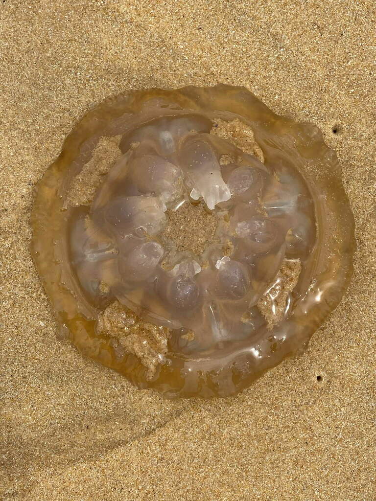 Root-mouth Jellies from Gosford - East, New South Wales, Australia on ...