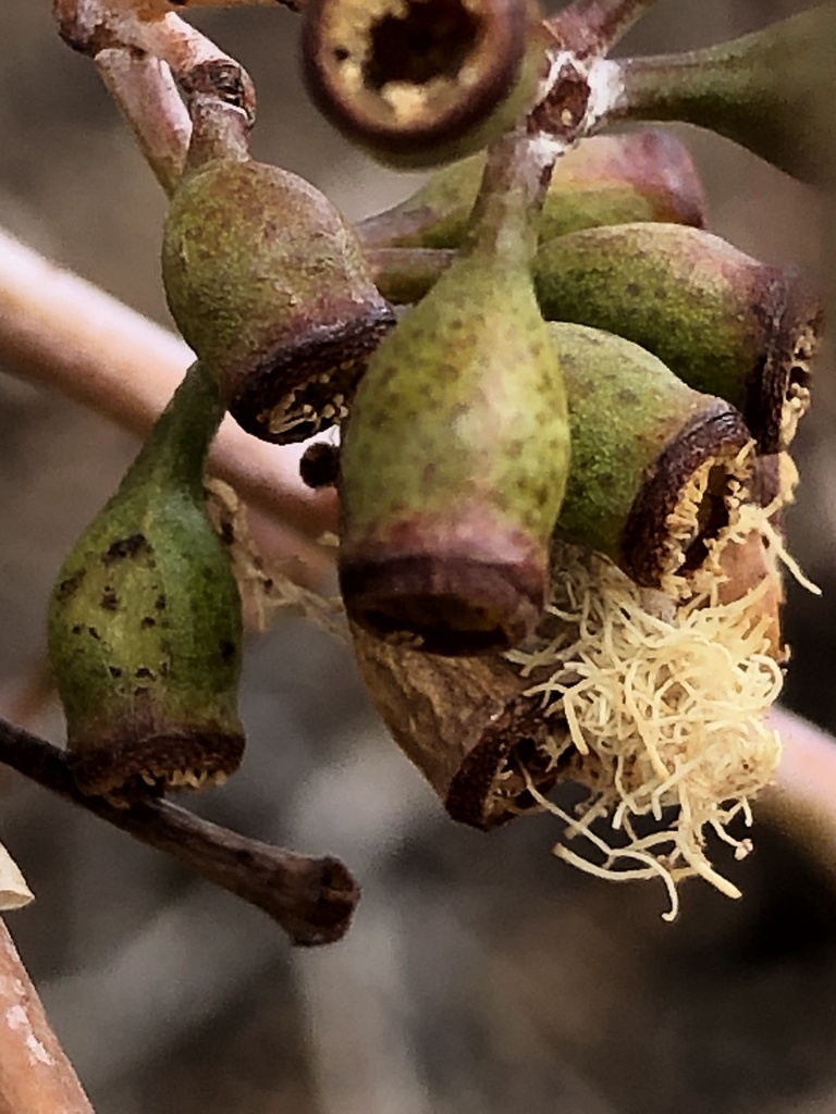 Eucalyptus celastroides from Karlkurla Bushland Park Entrance, Hannans ...