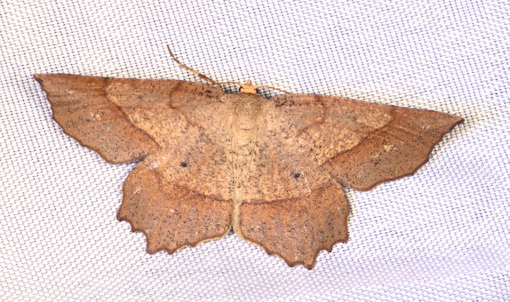 Ochre Euchlaena Moth in June 2023 by Aidan Campos · iNaturalist