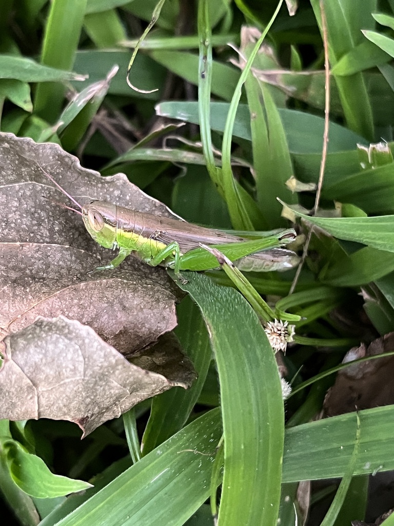Chinese rice grasshopper in January 2024 by Nakatada Wachi · iNaturalist