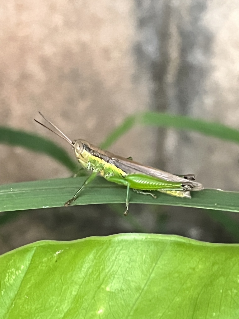 Chinese rice grasshopper in January 2024 by Nakatada Wachi · iNaturalist