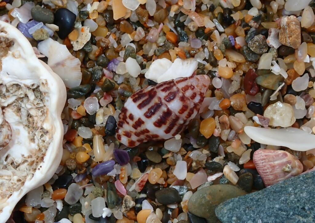 Engina armillata from Arrawarra NSW 2456, Australia on January 1, 2024 ...