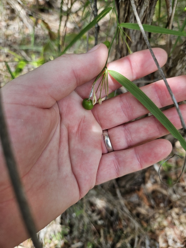 Wombat Berry from Upper Caboolture QLD 4510, Australia on January 4 ...