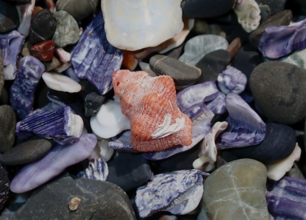 Mipus arbutum from Woolgoolga NSW 2456, Australia on January 4, 2024 at ...