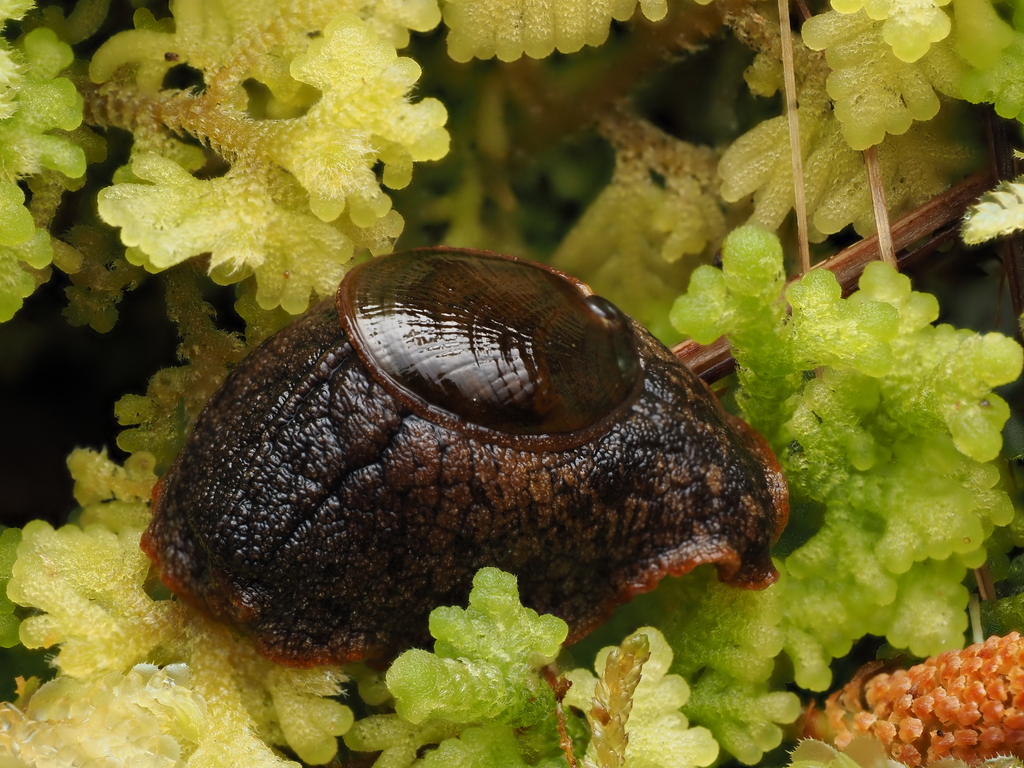 Paua slugs from Stratford District, Taranaki, New Zealand on January 3 ...
