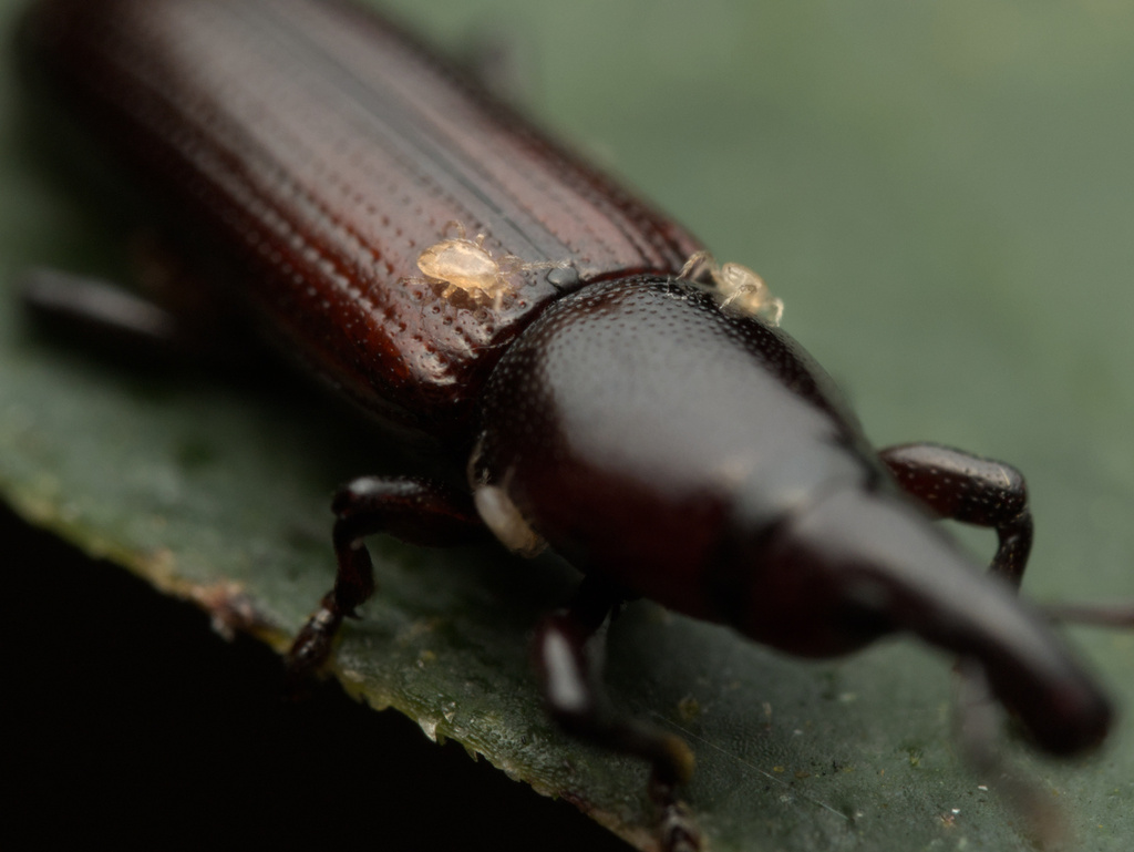True Weevils from Pong Yaeng, Mae Rim District, Chiang Mai, Thailand on ...