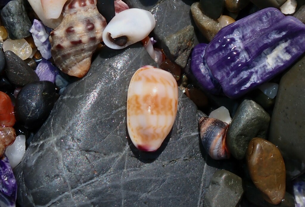 small-toothed cowrie from Woolgoolga NSW 2456, Australia on January 4 ...