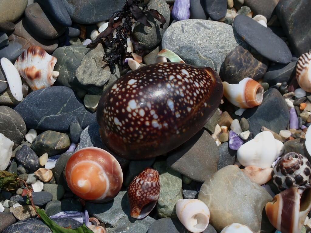 Snakehead Cowrie from Woolgoolga NSW 2456, Australia on January 4, 2023 ...