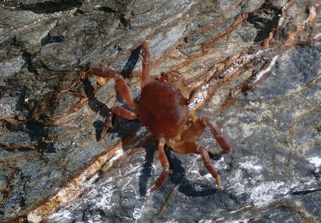 True Crabs from Woolgoolga NSW 2456, Australia on January 4, 2023 at 03 ...