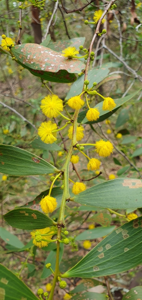 flat-stemmed wattle from Chapel Hill QLD 4069, Australia on January 4 ...