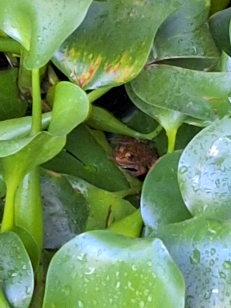 Iberian Green Frog from El Toscal, Santa Cruz de Tenerife, Spain on ...