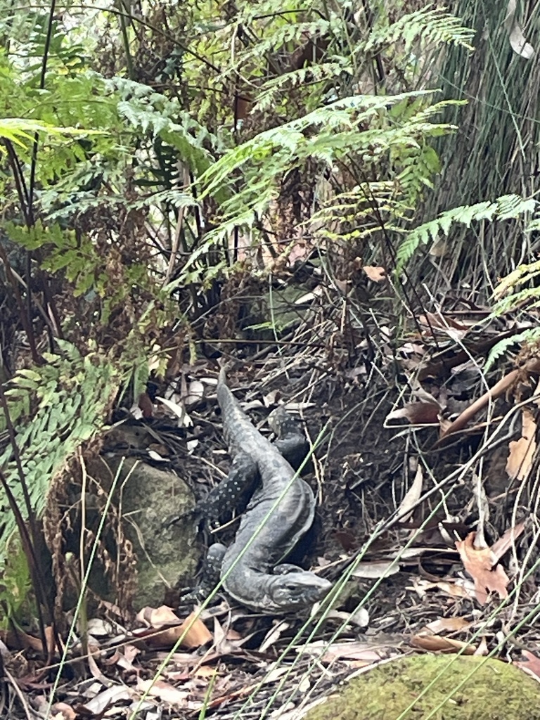 Southern Heath Monitor from Dharawal, Campbelltown - South, AU-NS, AU ...