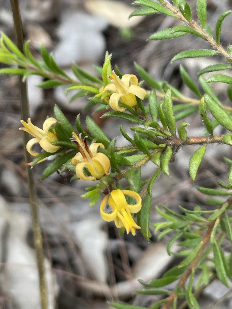 Persoonia hirsuta in January 2024 by polyscias099 · iNaturalist
