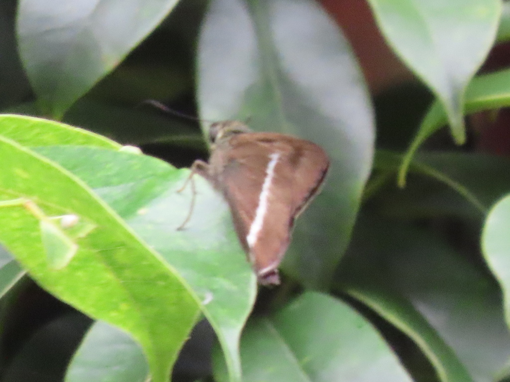 Narrow-banded Awl from Meadow Rd, Logan Reserve, QLD, AU on January 4 ...