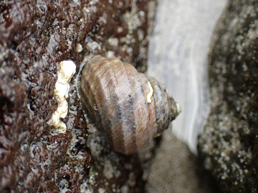Southern ribbed top snail from Portland VIC 3305, Australia on December ...