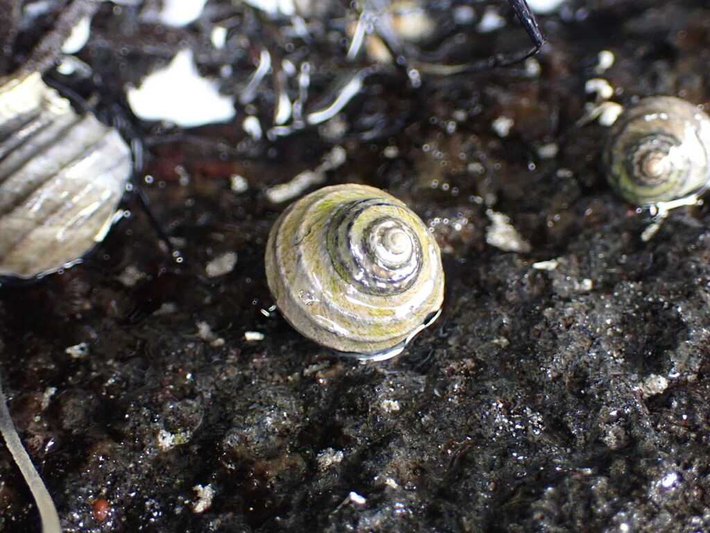 Southern ribbed top snail from Portland VIC 3305, Australia on December ...