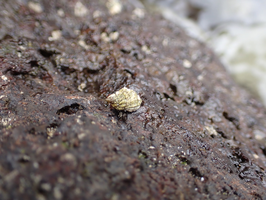 Bedeva vinosa from Portland VIC 3305, Australia on December 30, 2023 at 01:18 PM by ttsquid ...