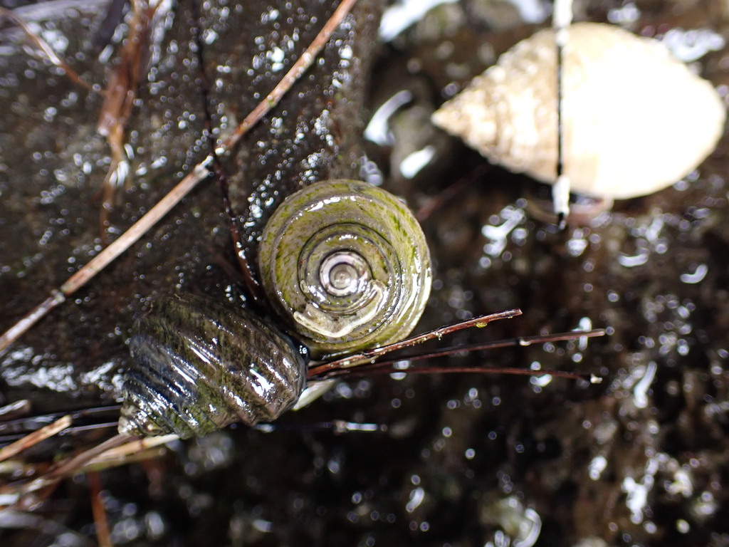Southern ribbed top snail from Portland VIC 3305, Australia on December ...
