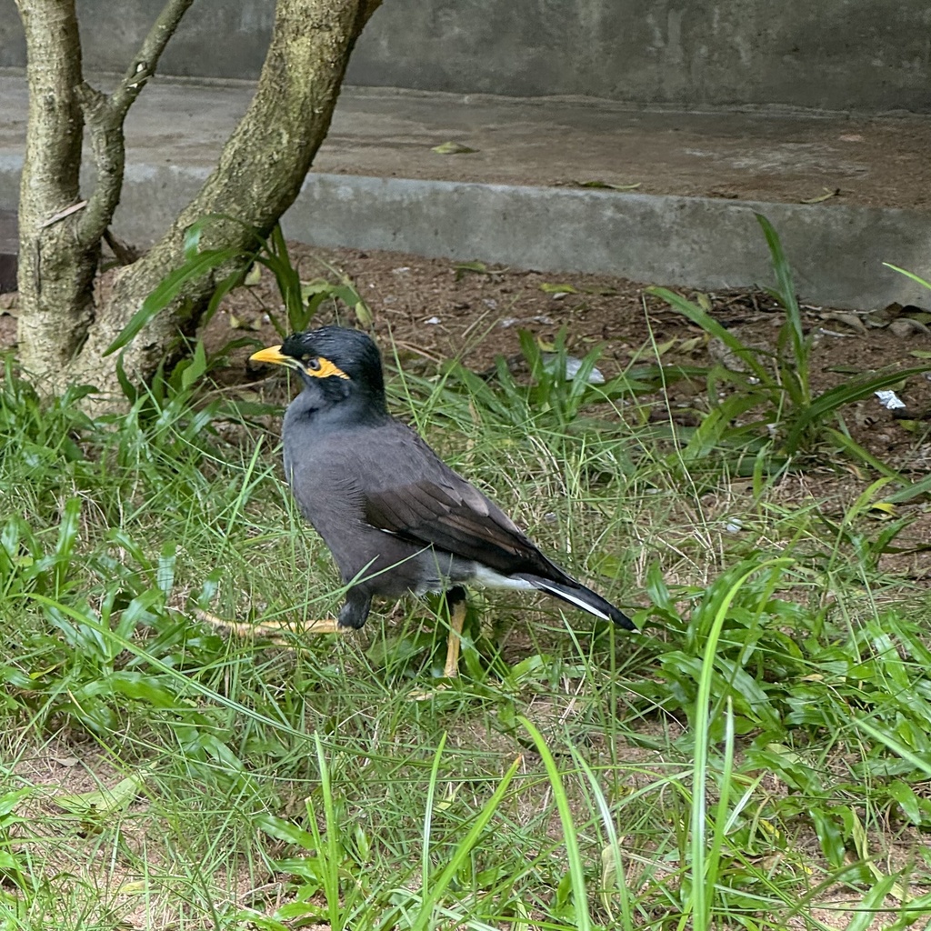 Common Myna from Cejlon, Pothuvil, Oostelijke provincie, LK on January ...