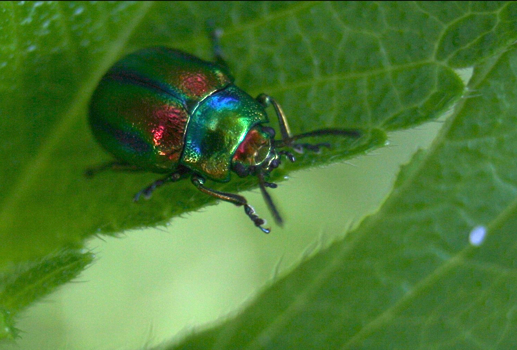 Dead-nettle Leaf Beetle from Kaaks, Deutschland on August 8, 2006 at 09 ...