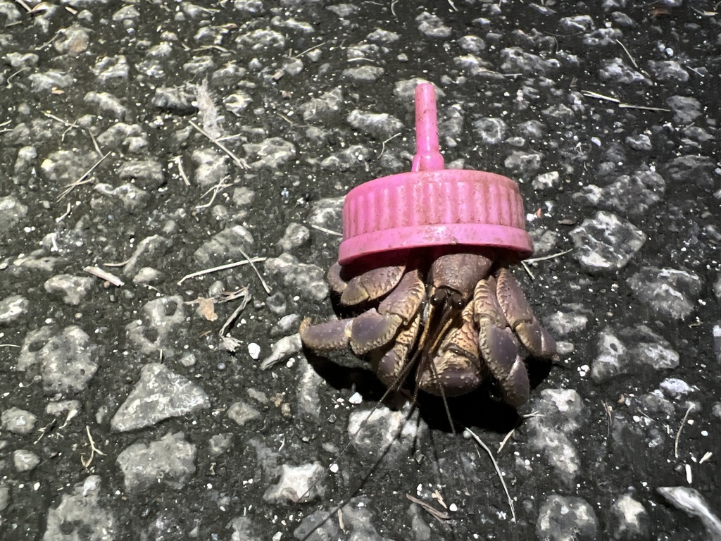 Indo Hermit Crab from Guam, Talofofo, Guam, US on January 4, 2024 at 06 ...
