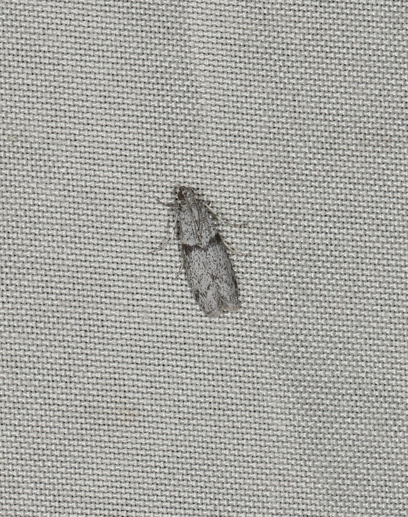 Cadra reniformis from Mission River QLD 4874, Australia on November 10 ...