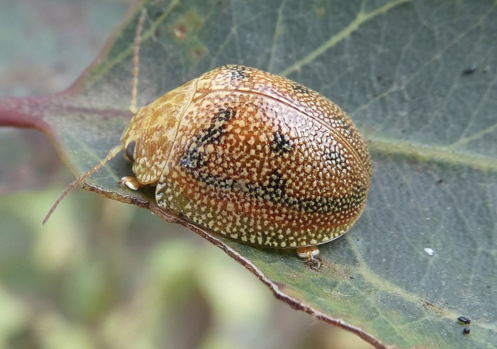Dotted Paropsine Leaf Beetle from Yea VIC 3717, Australia on January 3 ...