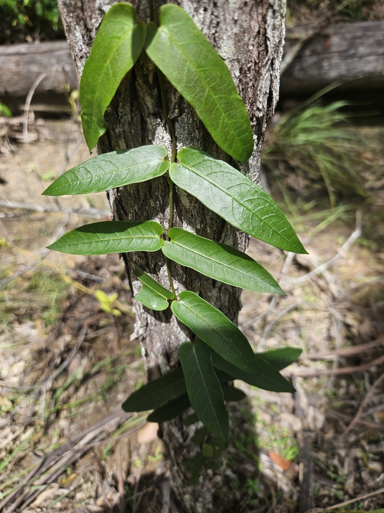 Common Silkpod from Morayfield QLD 4506, Australia on January 4, 2024 ...