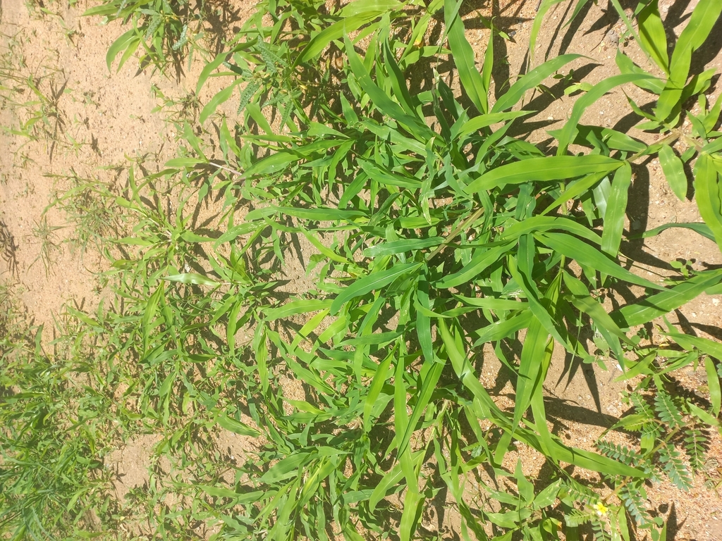 grasses from Tonota, Botswana on January 3, 2024 at 12:25 PM by ...