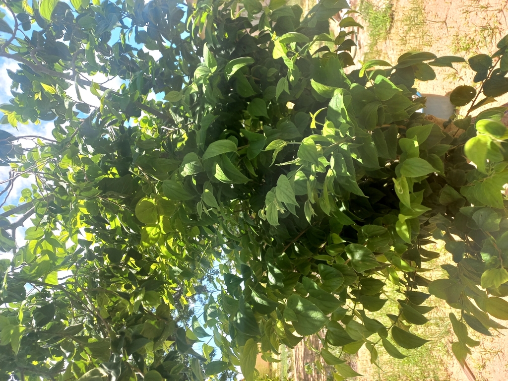 Something in January 2024 by selalelo · iNaturalist