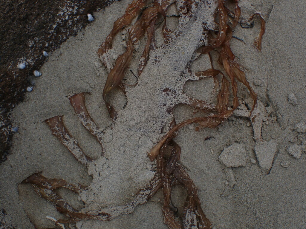 Common Kelp from Portland VIC 3305, Australia on December 30, 2023 at ...