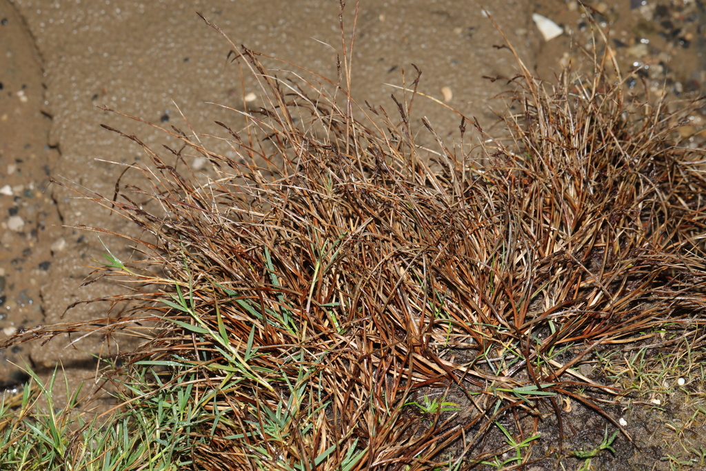 Sea Fern-grass from Crosby Coastal Park, Marine Crescent, Crosby ...