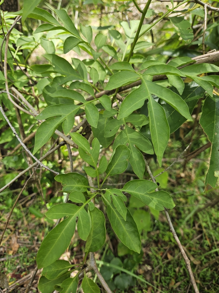 Brazilian Nightshade from Upper Caboolture QLD 4510, Australia on ...
