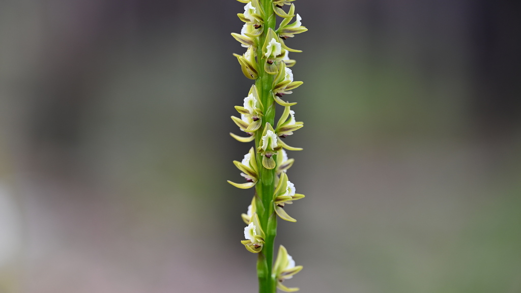 Tall Leek Orchid from Collie WA 6225, Australia on September 25, 2022 ...