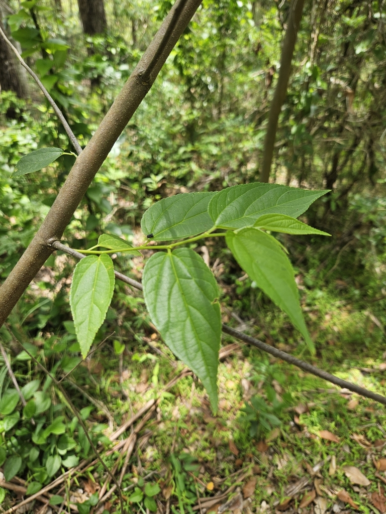 Nettle Tree from Upper Caboolture QLD 4510, Australia on January 4 ...