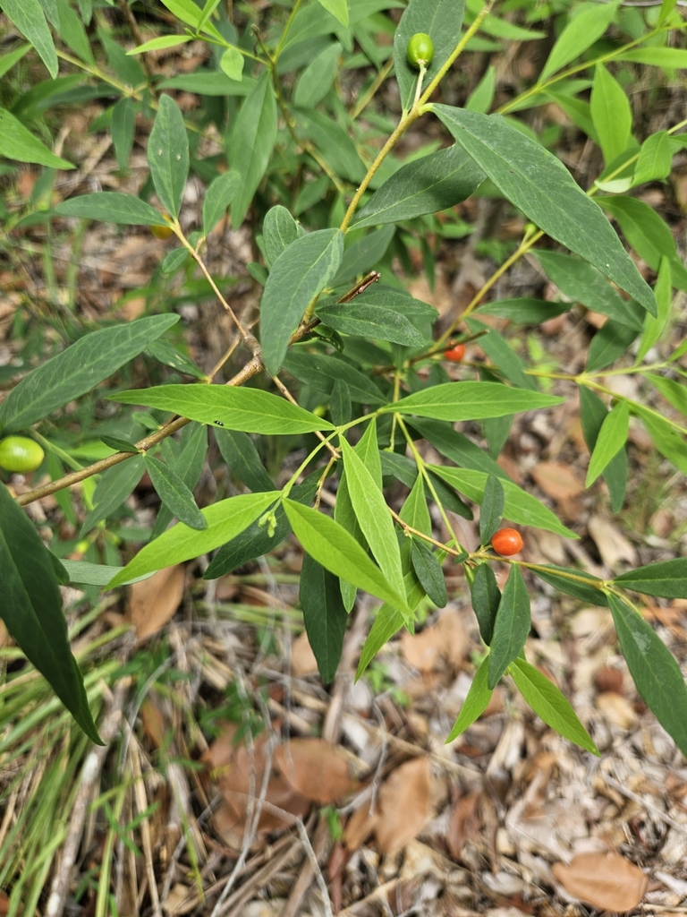 Bootlace Plant from Upper Caboolture QLD 4510, Australia on January 4 ...