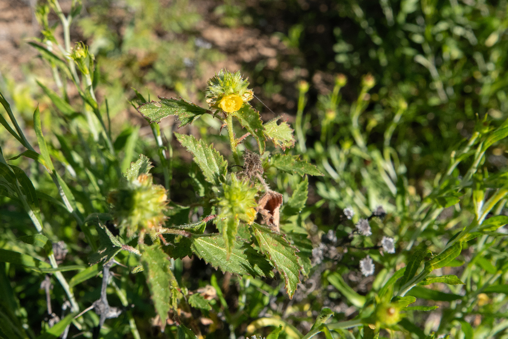 Indian Valley false mallow from Cameron Corner QLD 4492, Australia on ...