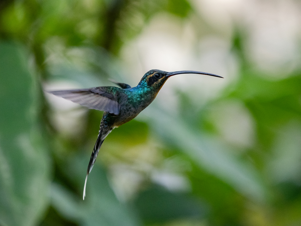 Green Hermit from Provincia de Alajuela, Piedades Nte, Kostarika on ...